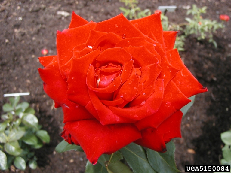 rose (Genus Rosa)