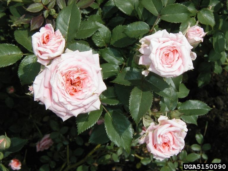 rose (Genus Rosa)