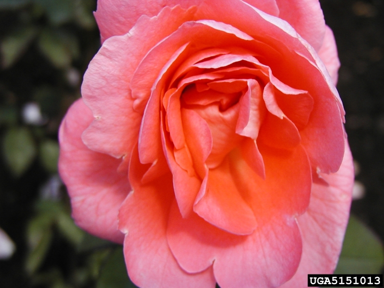 rose (Genus Rosa)