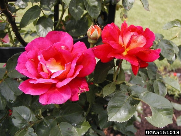 rose (Genus Rosa)