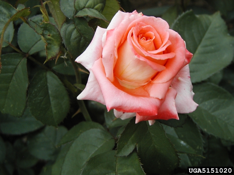 rose (Genus Rosa)