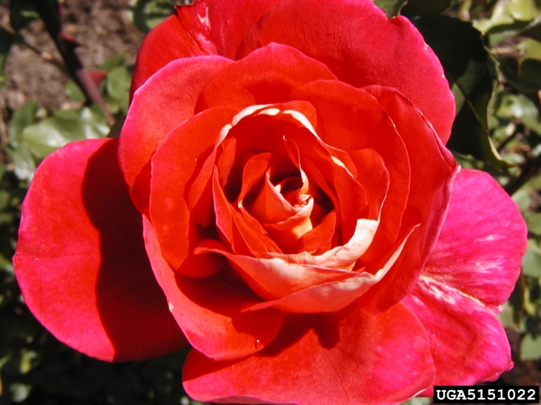 rose (Genus Rosa L.)