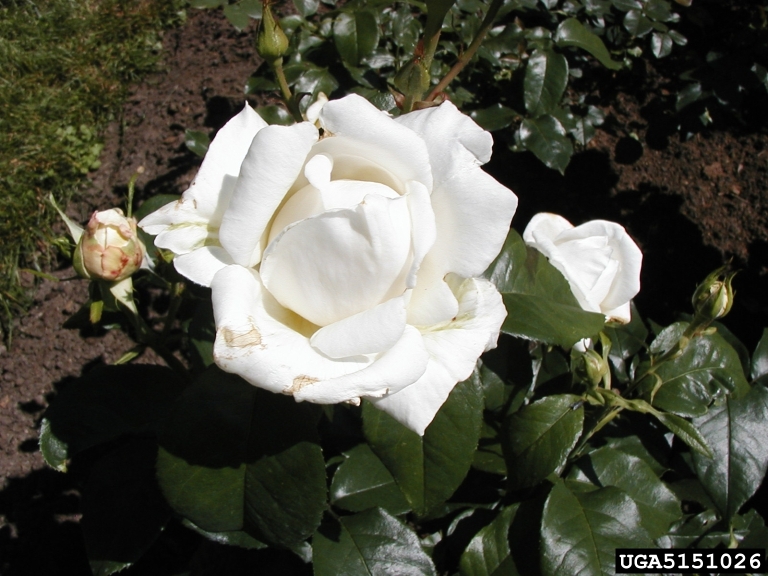 rose (Genus Rosa)
