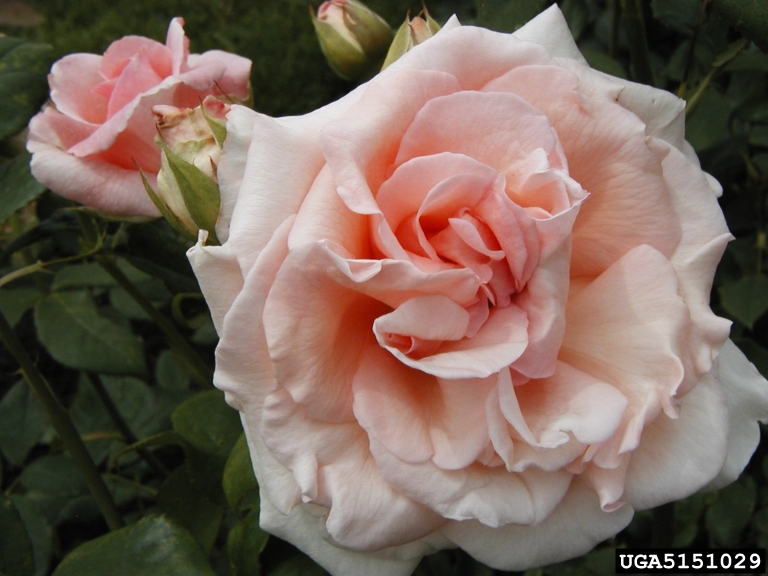 rose (Genus Rosa)