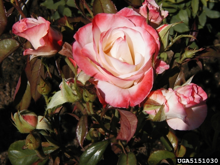 rose (Genus Rosa)