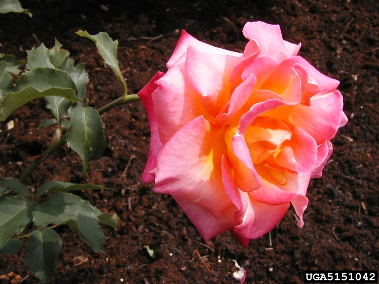 rose (Genus Rosa L.)