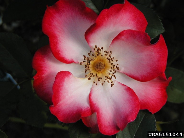 rose (Genus Rosa L.)