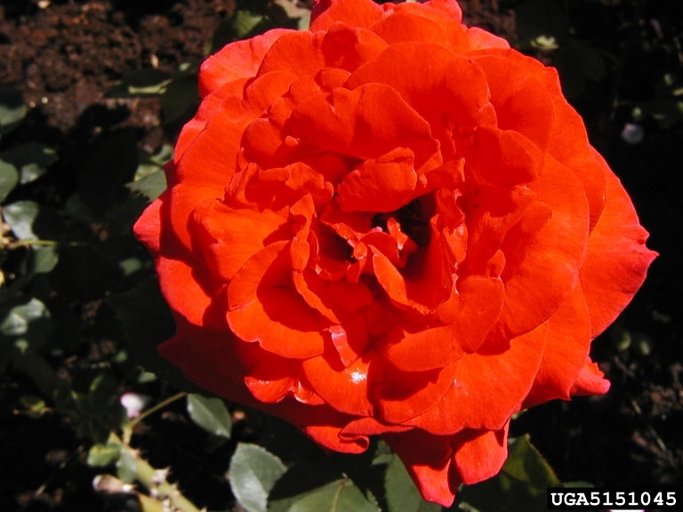 rose (Genus Rosa)
