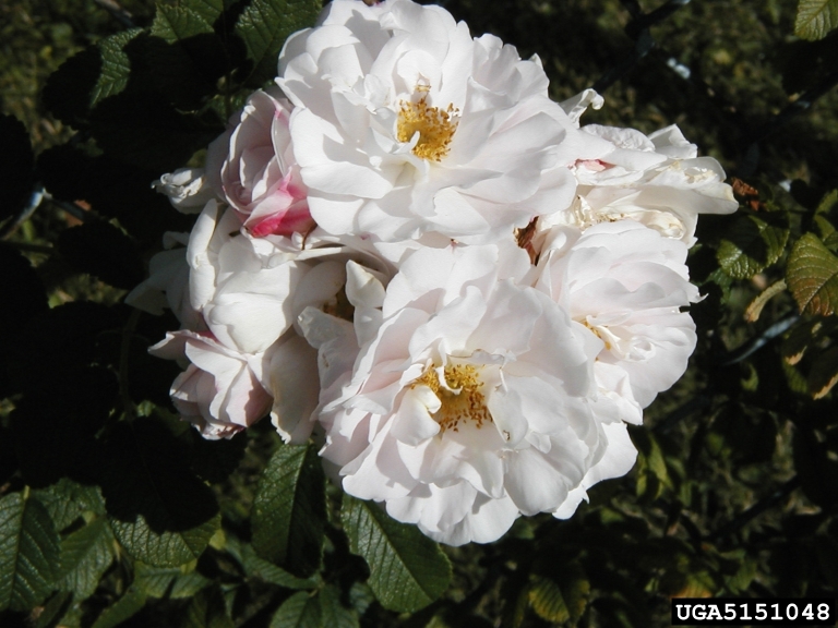 rose (Genus Rosa L.)