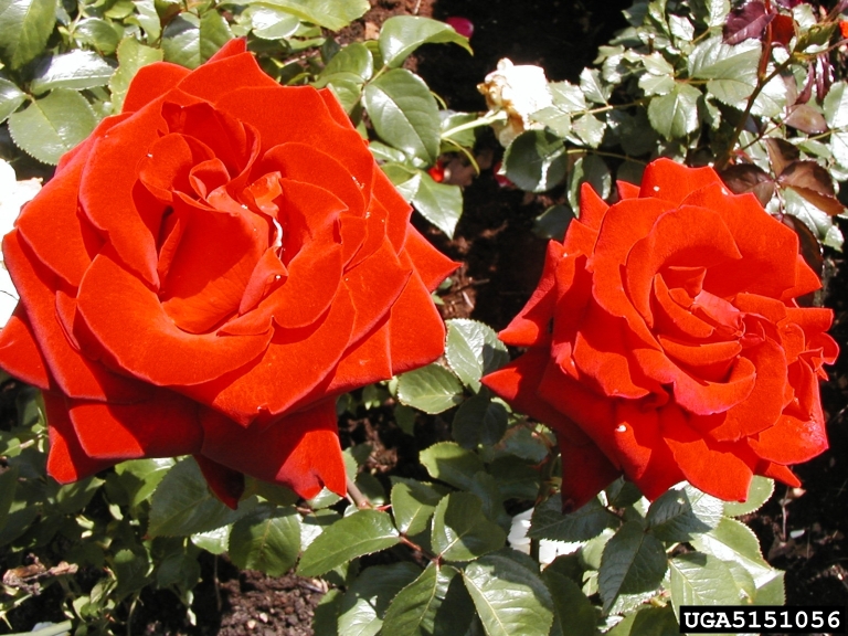 rose (Genus Rosa)