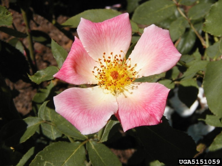 rose (Genus Rosa)
