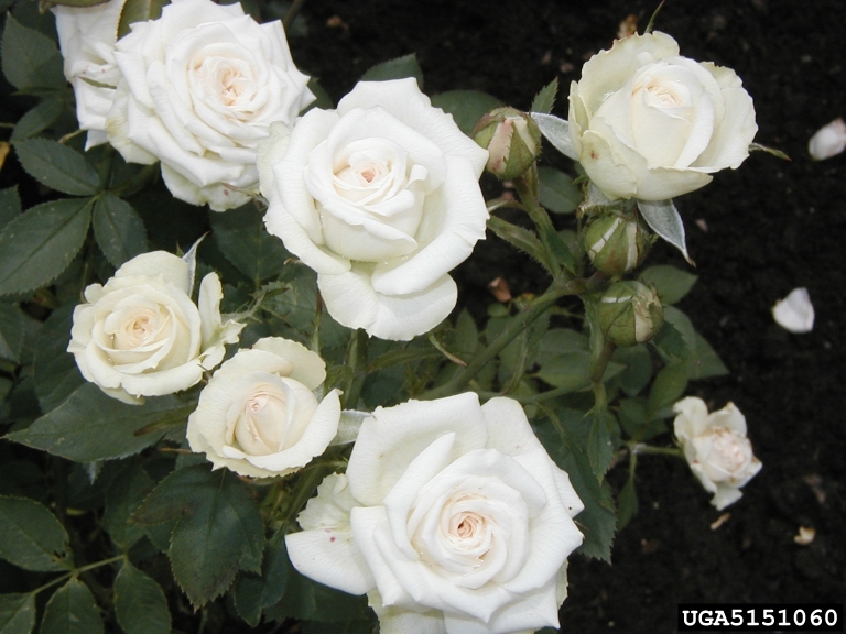 rose (Genus Rosa L.)