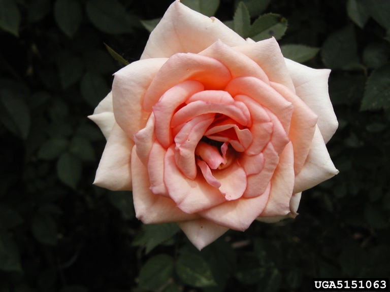 rose (Genus Rosa)