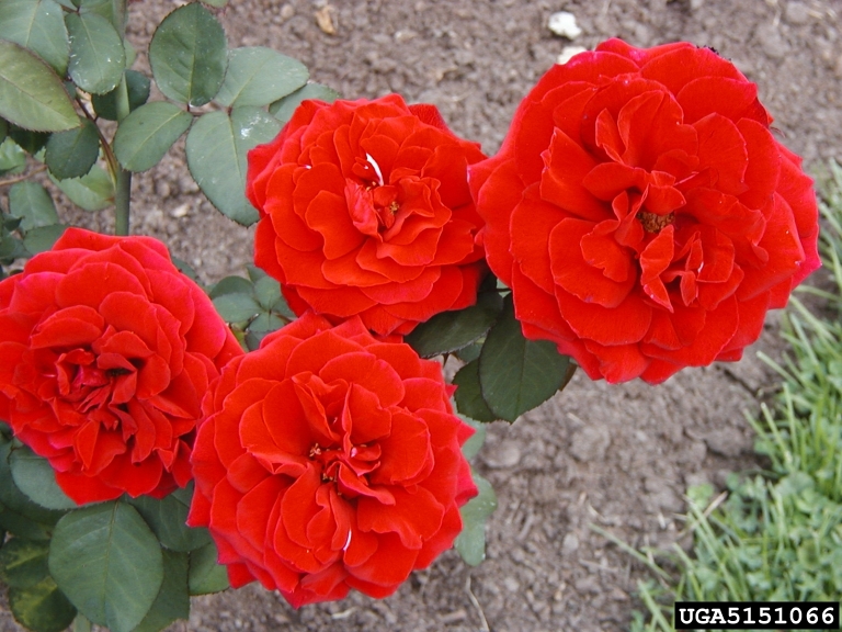 rose (Genus Rosa)