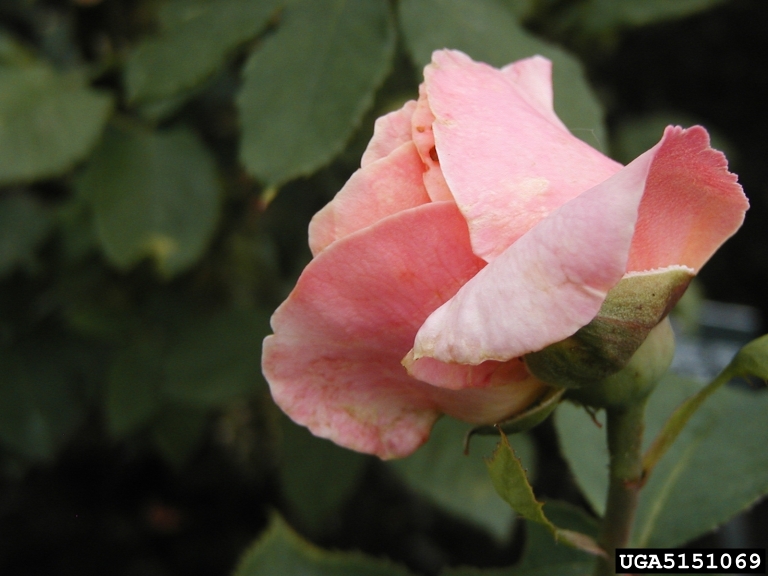 rose (Genus Rosa)