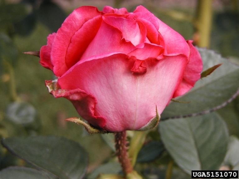 rose (Genus Rosa)