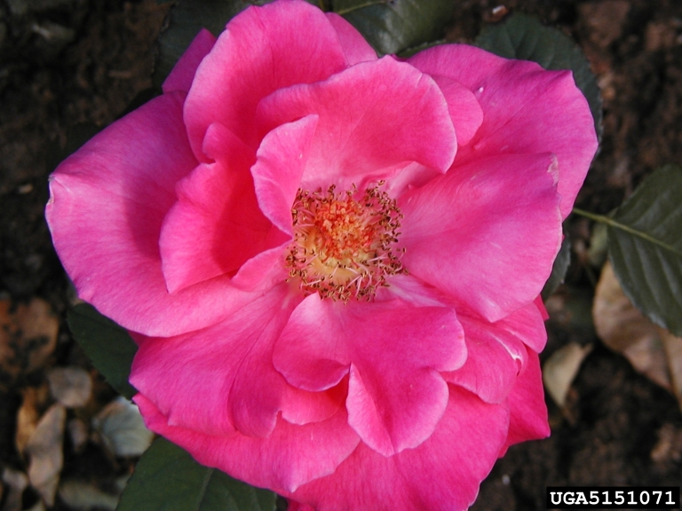 rose (Genus Rosa)