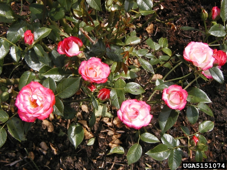 rose, Rosa spp. (Rosales: Rosaceae) - 5151074