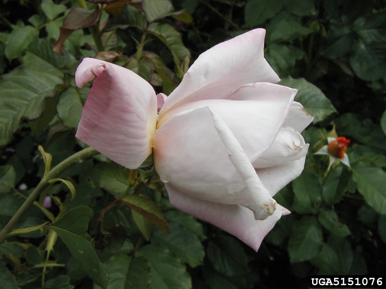 rose, Rosa spp. (Rosales: Rosaceae) - 5151076