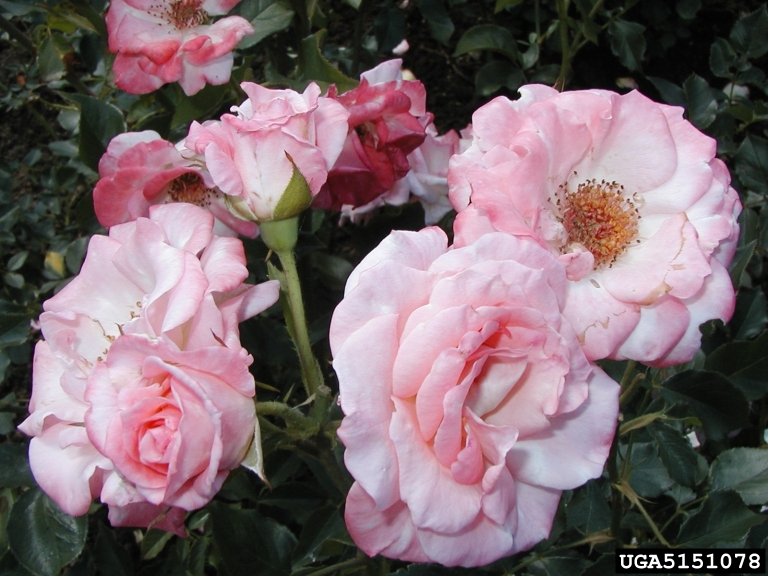rose (Genus Rosa)