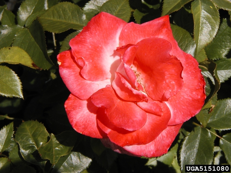rose (Genus Rosa)
