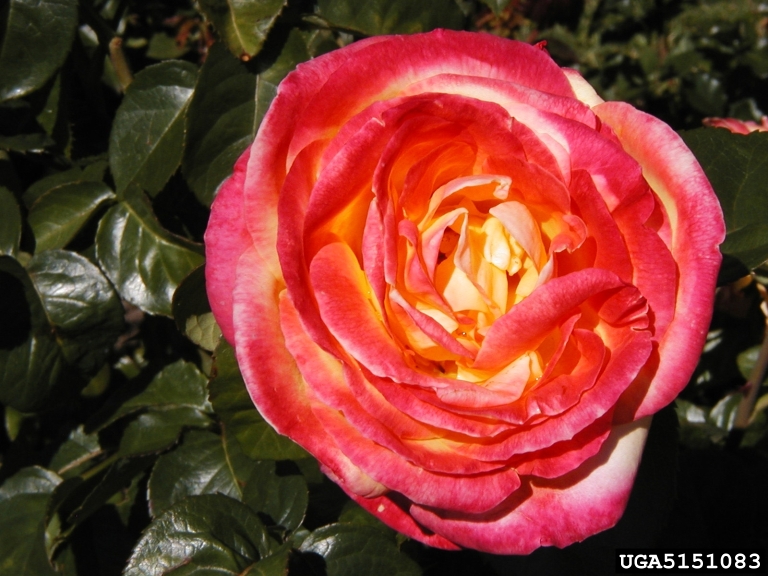 rose (Genus Rosa)