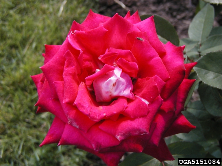 rose (Genus Rosa)