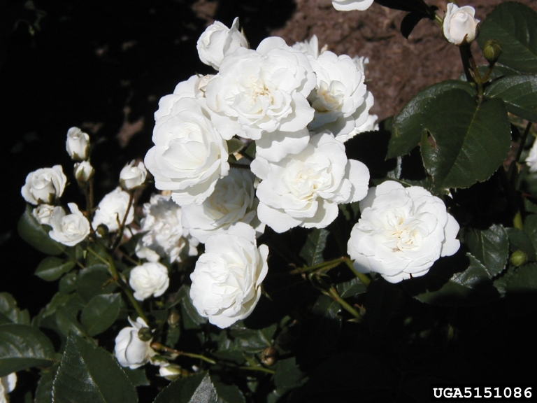 rose (Genus Rosa)