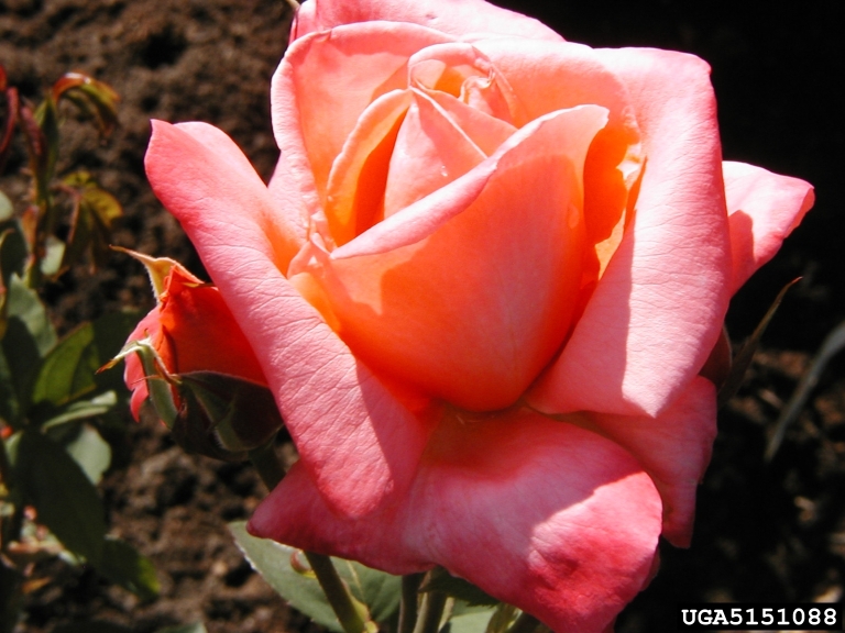 rose (Genus Rosa)