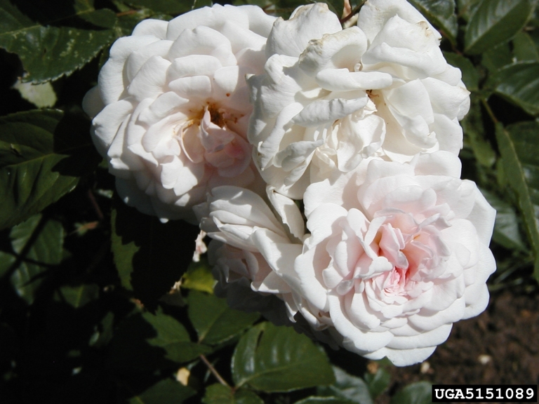 rose (Genus Rosa)