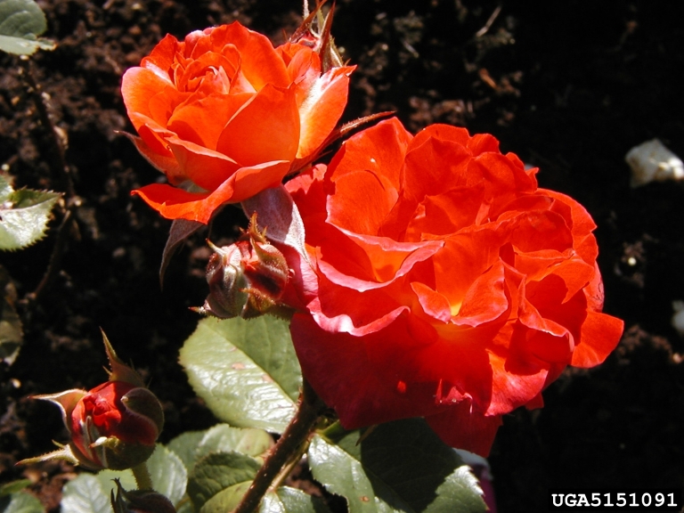 rose (Genus Rosa)