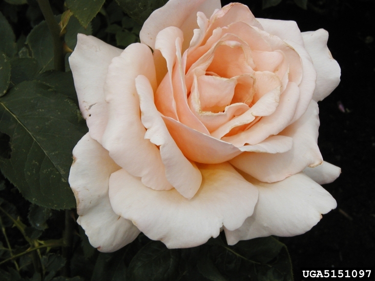 rose, Rosa spp. (Rosales: Rosaceae) - 5151097