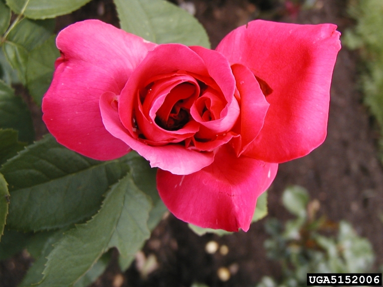 rose (Genus Rosa)