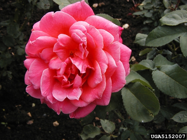 rose (Genus Rosa)
