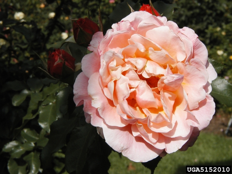 rose (Genus Rosa)