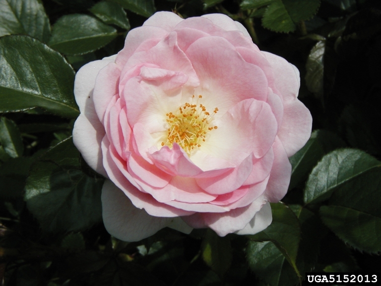 rose (Genus Rosa)