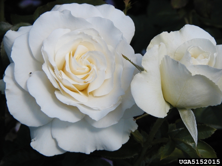 rose (Genus Rosa)