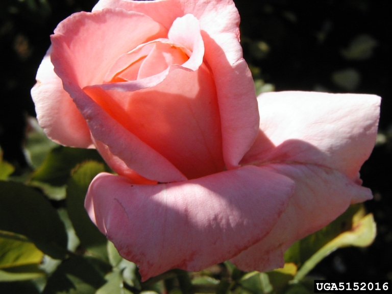 rose (Genus Rosa L.)