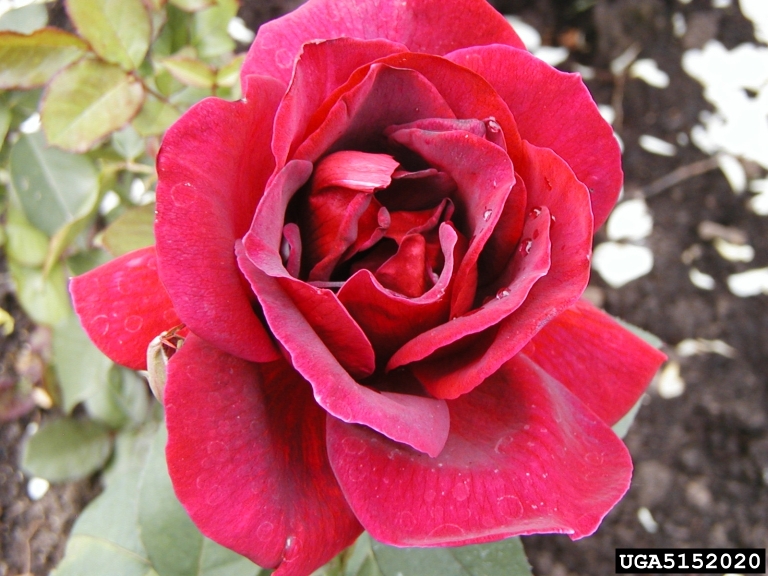 rose (Genus Rosa)
