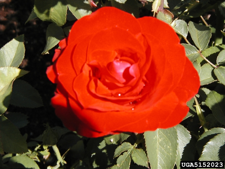 rose (Genus Rosa)