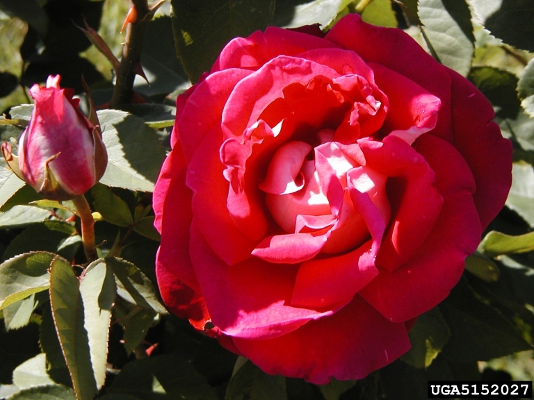 rose (Genus Rosa L.)