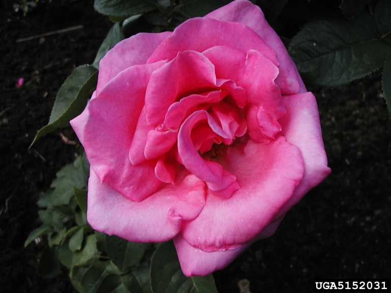 rose (Genus Rosa)