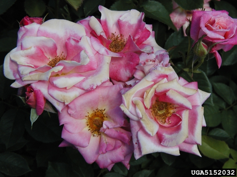 rose (Genus Rosa L.)
