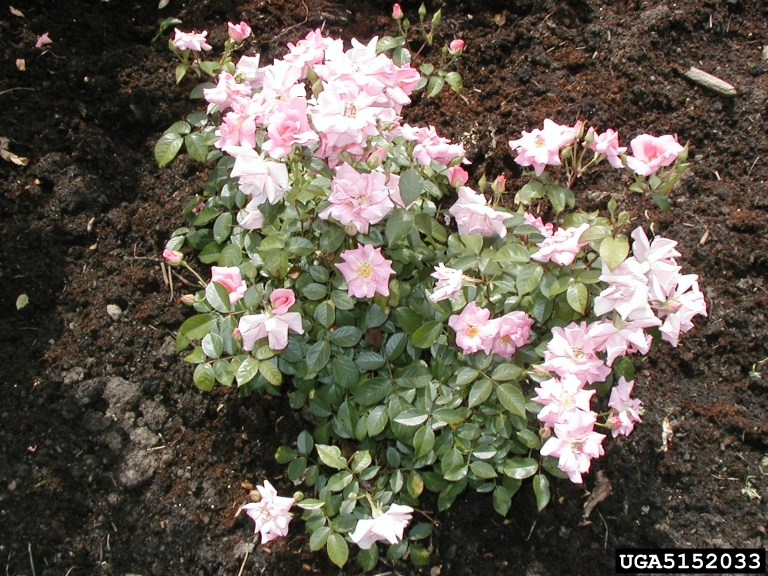 rose (Genus Rosa L.)