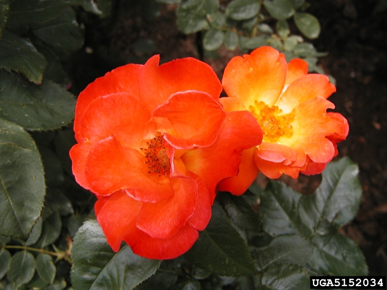 rose, Rosa spp. (Rosales: Rosaceae) - 5152034