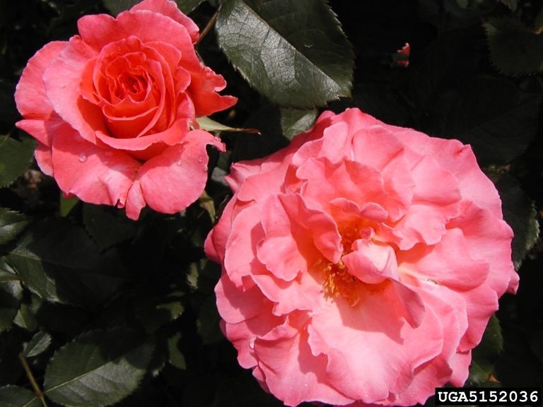 rose (Genus Rosa L.)