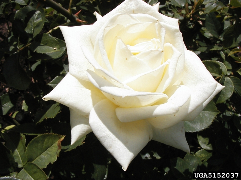 rose (Genus Rosa L.)