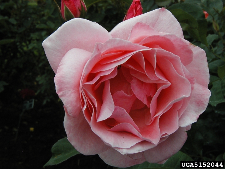 rose (Genus Rosa)