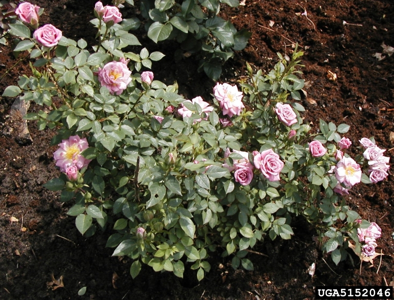 rose (Genus Rosa)