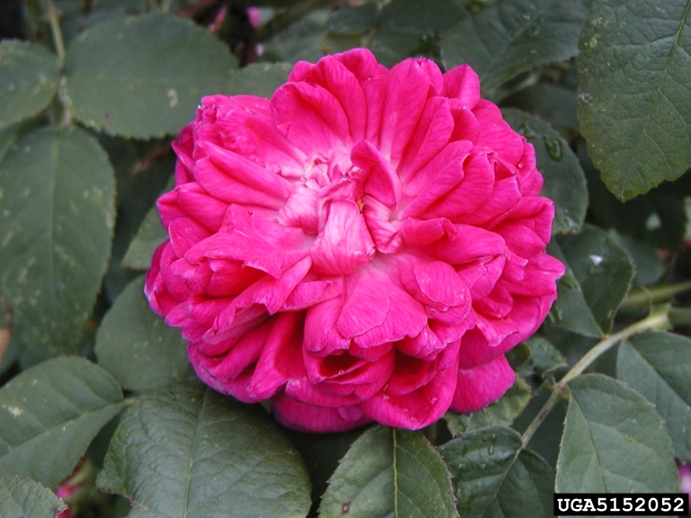 rose (Genus Rosa)